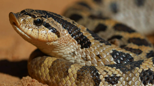Answer questions and get a new favorite animal! - Quiz | Quotev