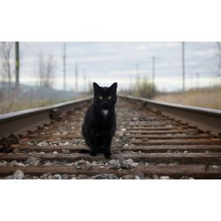 Adventurers! (Cat Academy RP) - Quiz | Quotev