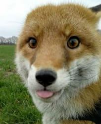 The ULTIMATE Fox test. - Test | Quotev