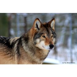 What Animal are you Most Like? - Quiz | Quotev