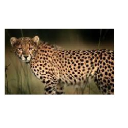 What big cat does your personality match with? - Quiz | Quotev