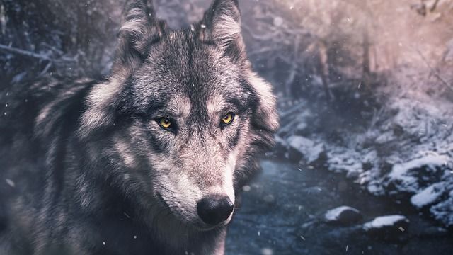 What wolf are you in a pack? (Alpha, beta, delta, gamma, kappa, omega ...
