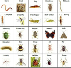 What type of insect are you? - Quiz | Quotev
