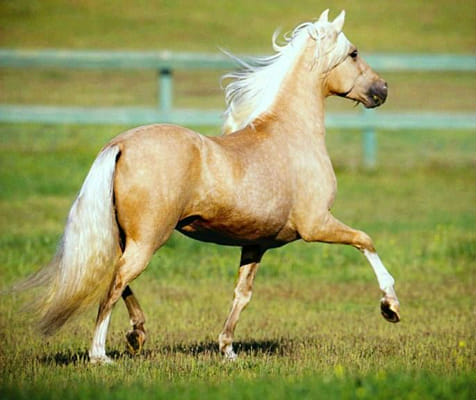 Guess the horse breed (part 2) - Test | Quotev