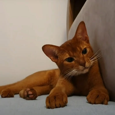 Adopt a homeless cat a get a Harry Potter house! - Quiz | Quotev