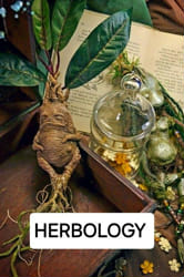 Herbology Exam ( Second Year ) - Test | Quotev
