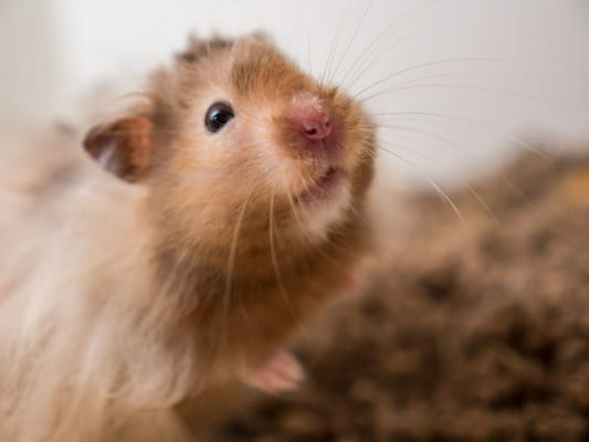 The Ultimate Hamster Care Quiz! - Test | Quotev