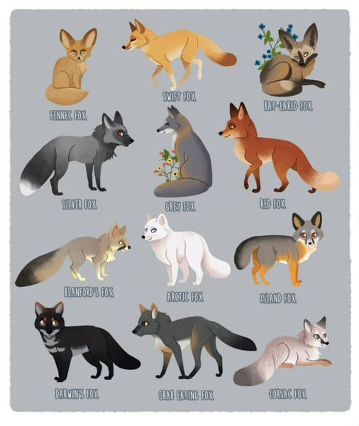 Guess the type of fox! - Test | Quotev