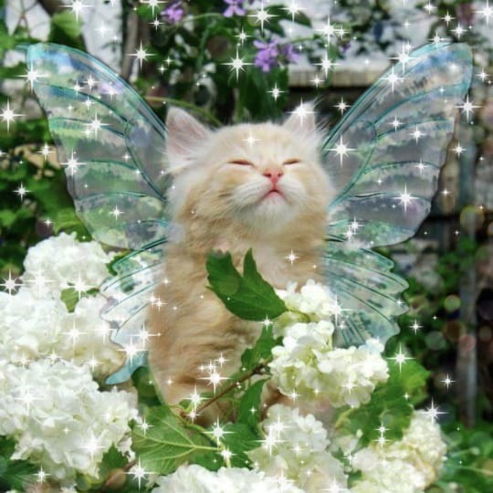 What do you look like as a cat? - Quiz | Quotev