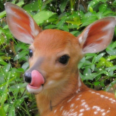 Choose some animal pics and get a cute pic - Quiz | Quotev