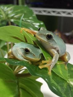 pick a frog :) - Quiz | Quotev