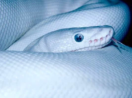 Your Black Butler tea party! - Quiz | Quotev