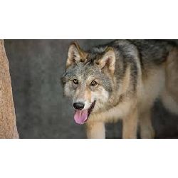 What Wolf Rank are you? - Quiz | Quotev