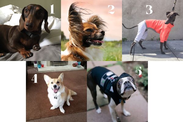 We Know Which Wayne Bachelor You Should Marry Based On Your Dog ...