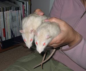 Rats or Frogs? - Quiz | Quotev