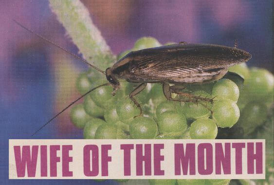 What bug are you? - Quiz | Quotev