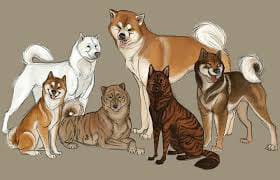 What Japanese Dog Breed are You? - Quiz