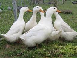 What Goose Breed Are You? - Quiz | Quotev