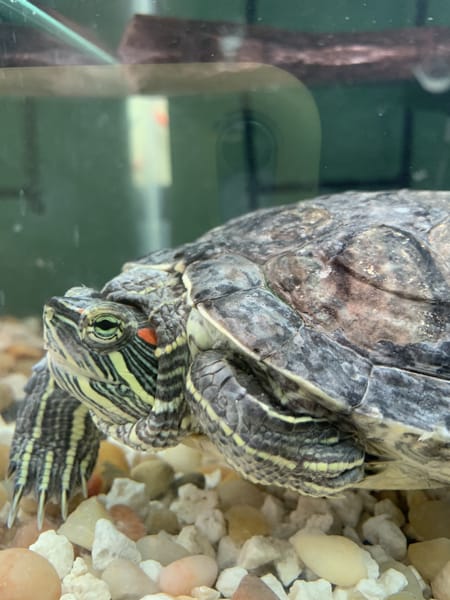 TurtleLord | Quotev