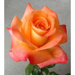 What colour of rose are you? - Quiz | Quotev