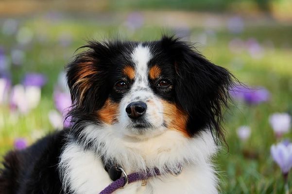 What is your Dog Name - Quiz | Quotev