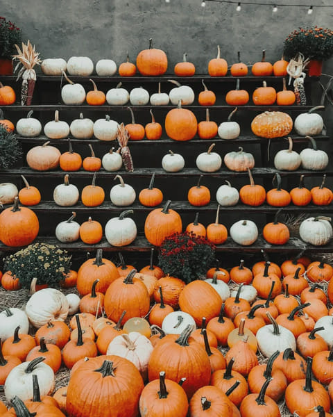 One Piece Door Game! (Autumn Edition) - Quiz | Quotev