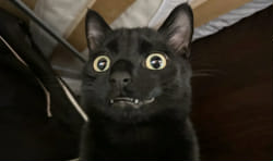 DNA structure and Cell reproduction review - Test | Quotev