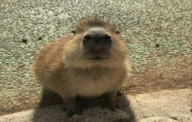 Do you really like capybaras - Test | Quotev