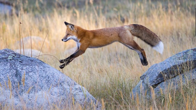 You're life as A fox - Survey | Quotev