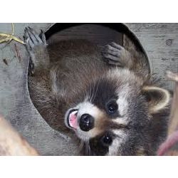 If you were an animal what would you be? - Quiz | Quotev