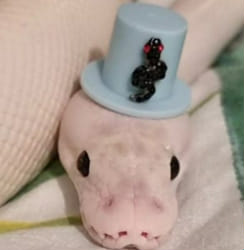 Would Snek let you adopt snek - Quiz | Quotev