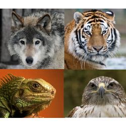 Are you a therian? - Quiz | Quotev