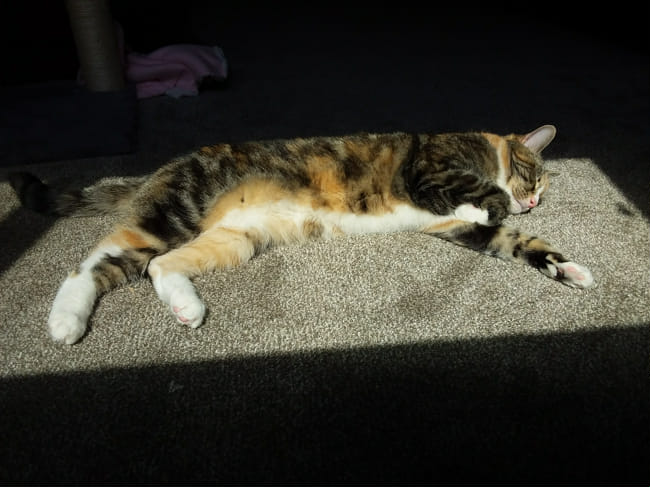 How much do you know cats? - Test | Quotev