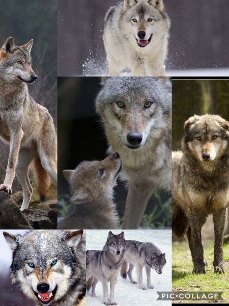 What Wolf Rank Would You be? - Quiz | Quotev