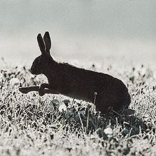 Therian Test: How much do you know? - Test | Quotev