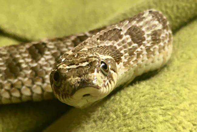 Guess the snake - Test | Quotev