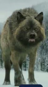 Twilight Brady Fuller Wolf Form