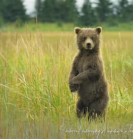 How well do you know the 4 Seekers bears? - Test | Quotev