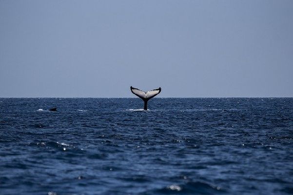 What is your ocean spirit animal? - Quiz | Quotev