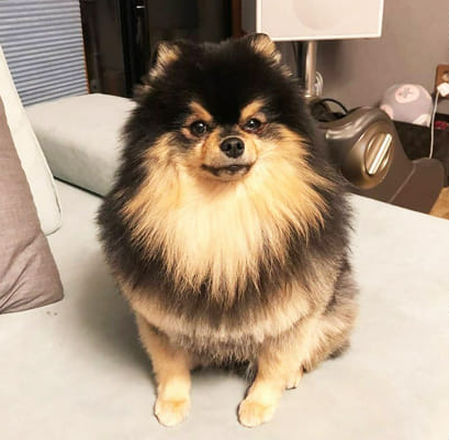 Guess the kpop idol by the pet - Test | Quotev