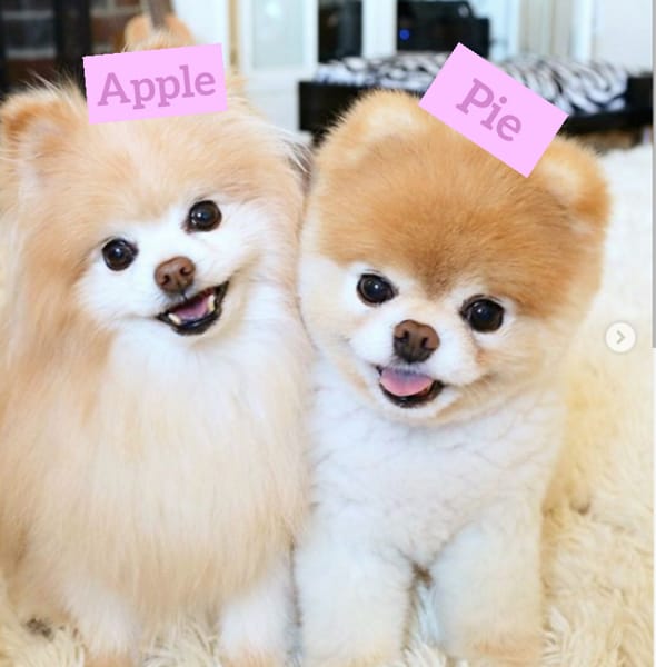 Bake a cake and get a dog! (THE REAL DOGE) - Quiz | Quotev