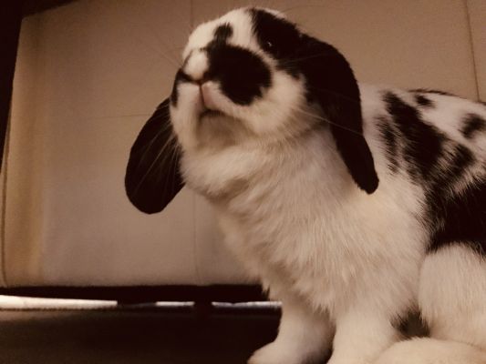 Should you get a Rabbit? - Test | Quotev