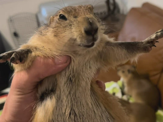 Name The Urban Rescue Ranch Animal! - Test | Quotev