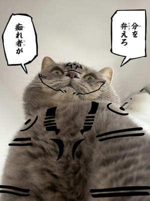 Adopt a JJK Cat - Quiz | Quotev