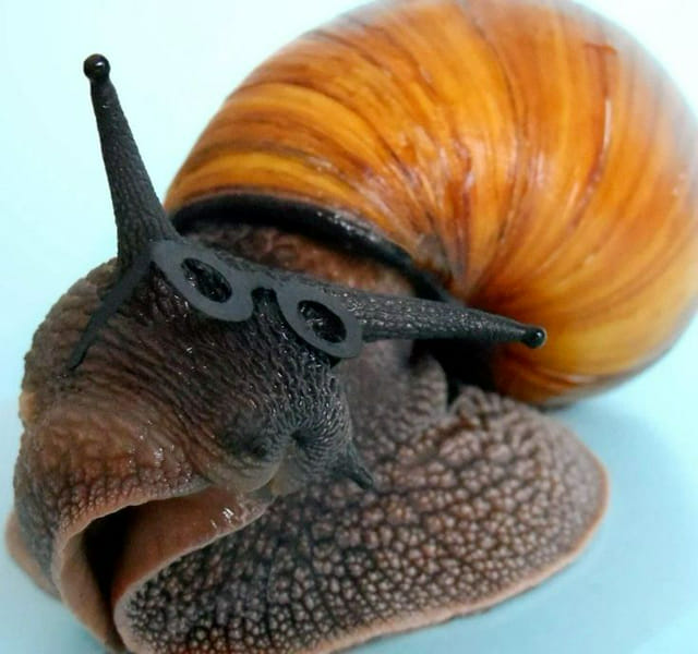 Sn. Snail LOOK AT PINNED | Quotev