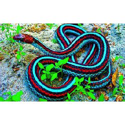 What animal are you like? - Quiz | Quotev
