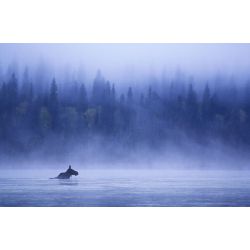 Which Ghost Follows You? - Quiz | Quotev