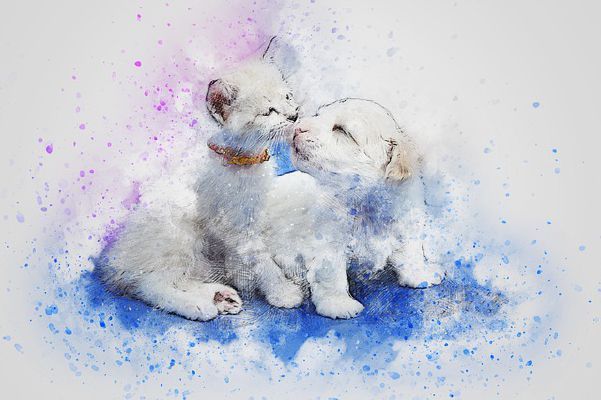 Cats or Dogs? - Quiz | Quotev