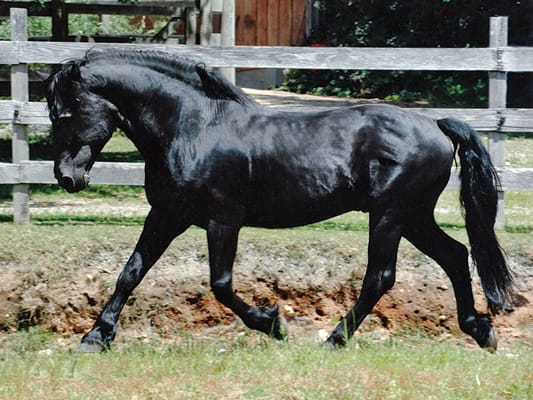 build your dream horse! - Survey | Quotev