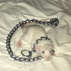 Are you worthy to be in the rat cult. - Test | Quotev